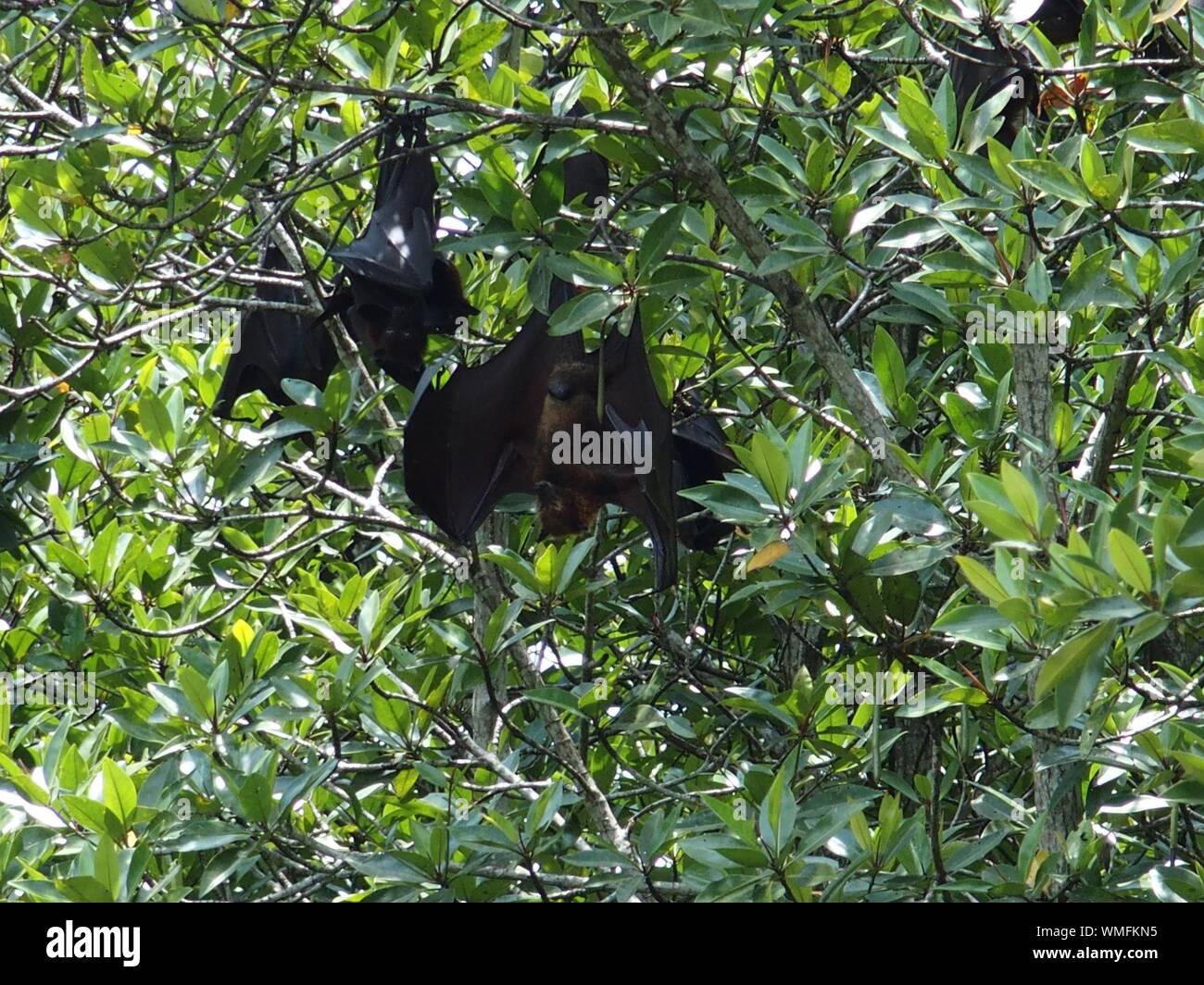 Bat hanging from tree animal wildlife hi-res stock photography and ...