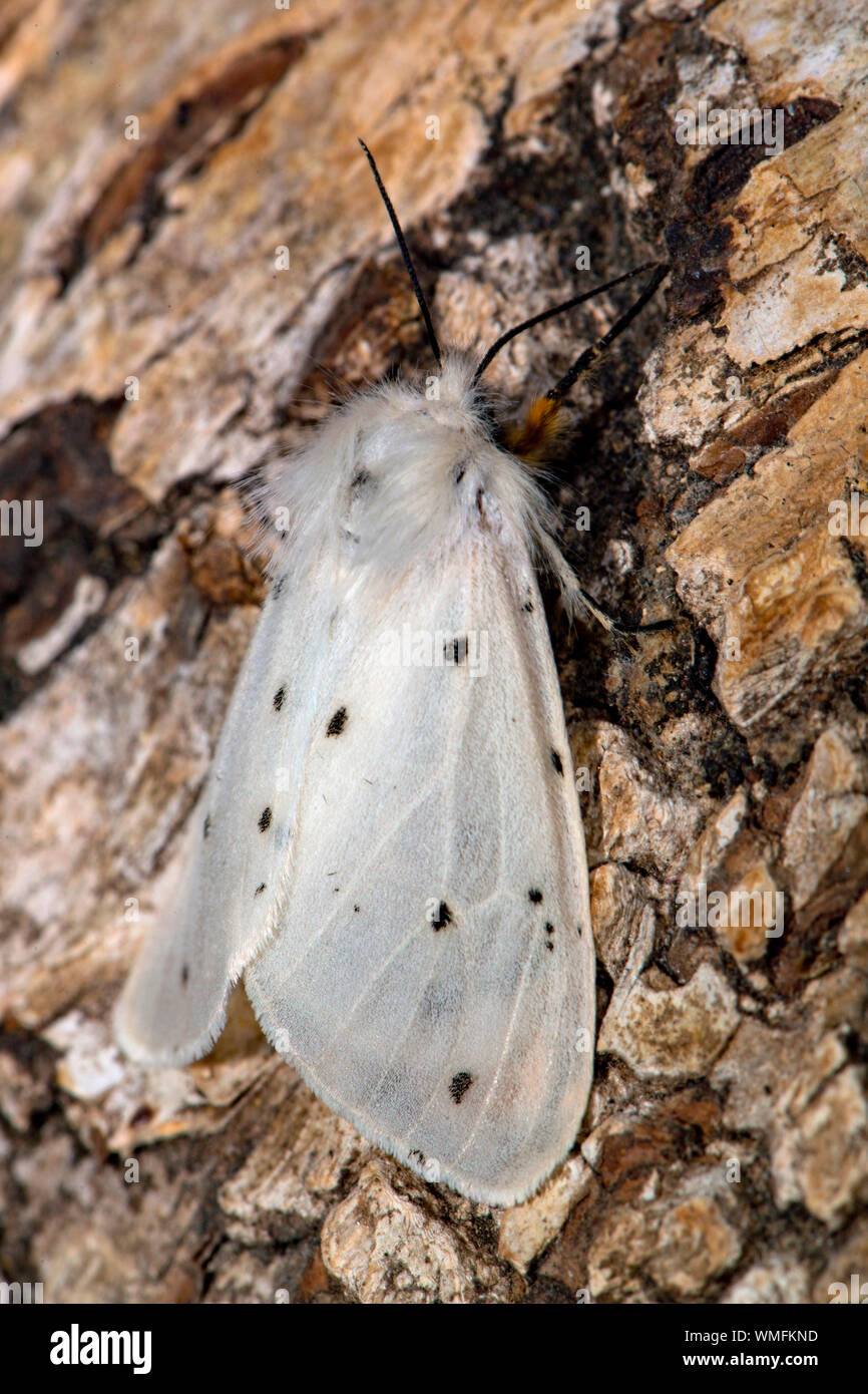 muslin moth, (Diaphora mendica Stock Photo - Alamy