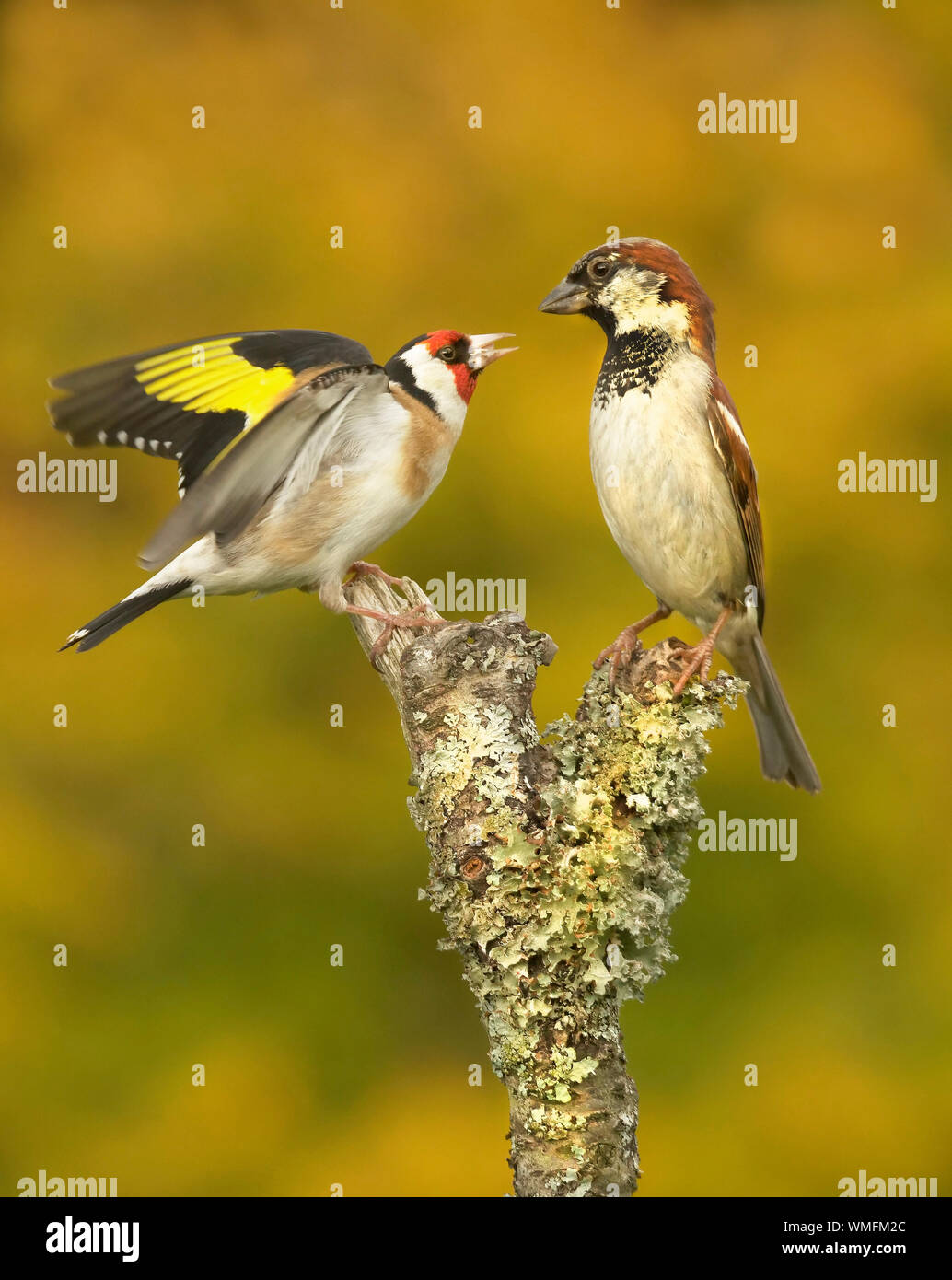 European Goldfinch fighting Stock Photo - Alamy