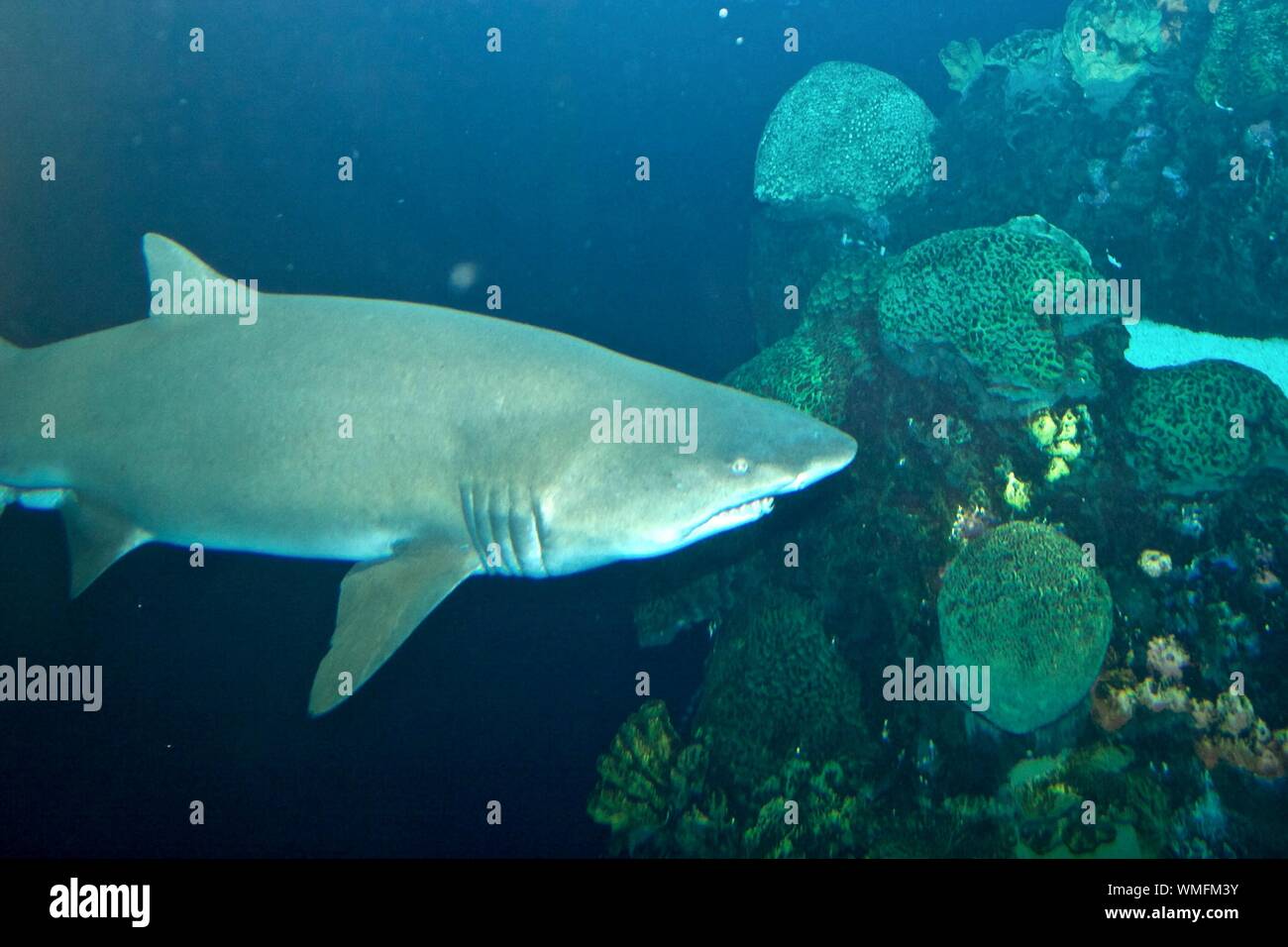 Shark in aquarium hi-res stock photography and images - Alamy