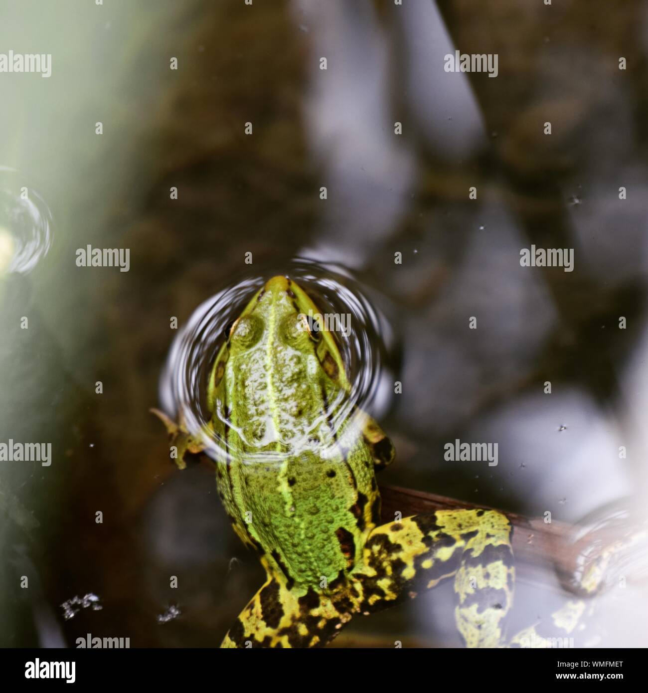 Water toad hi-res stock photography and images - Alamy