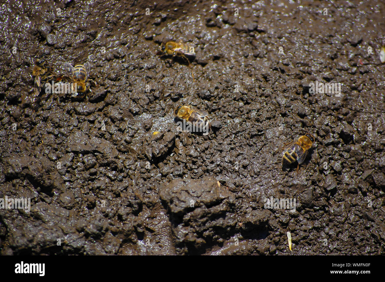 Five bees hi-res stock photography and images - Alamy
