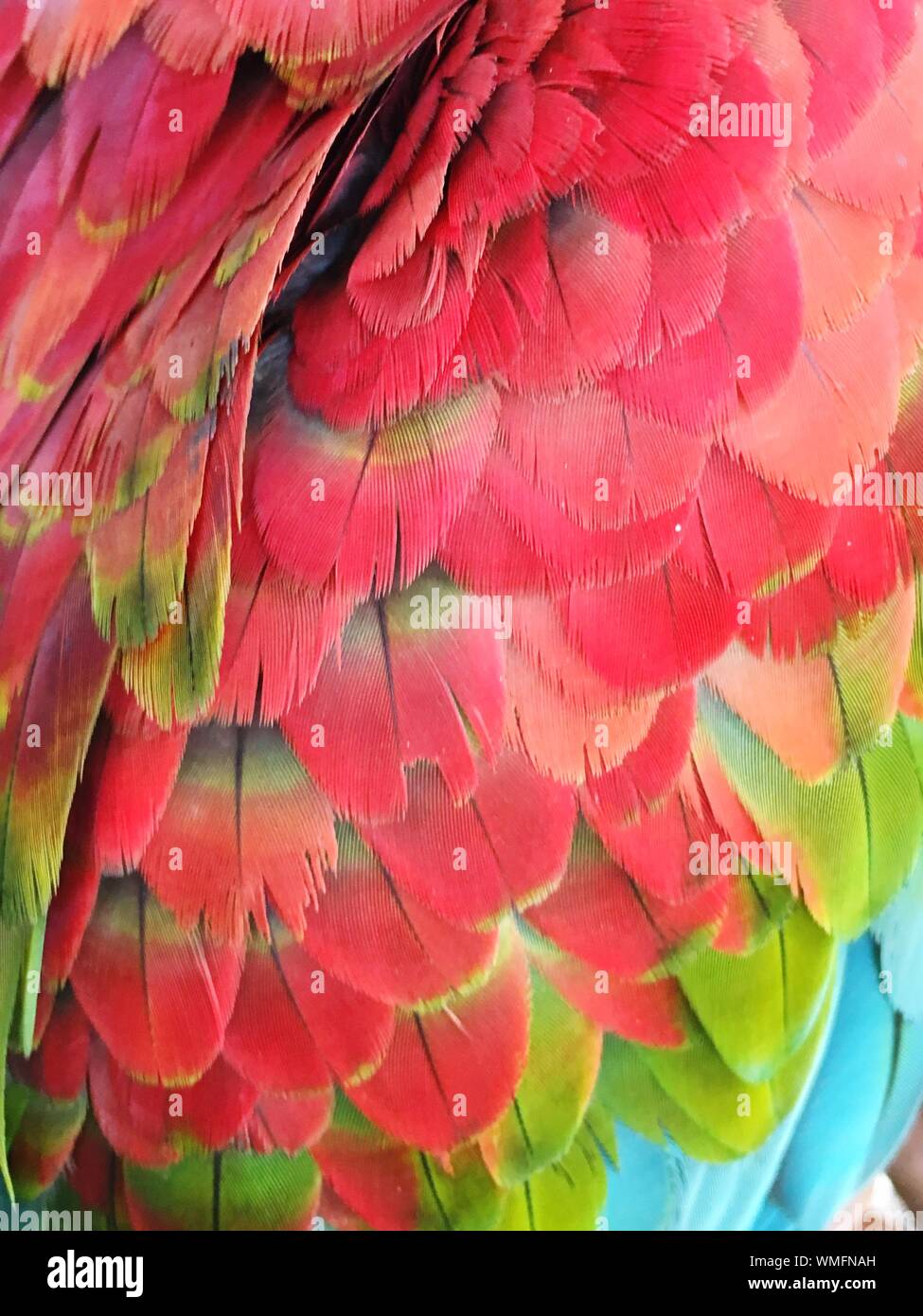 Red feathers hi-res stock photography and images - Alamy
