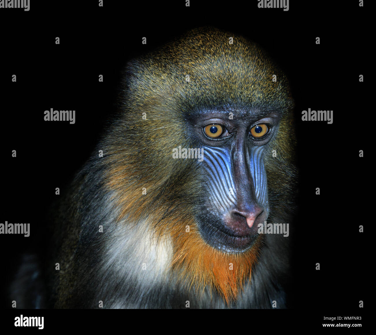 Mandrill portrait hi-res stock photography and images - Alamy
