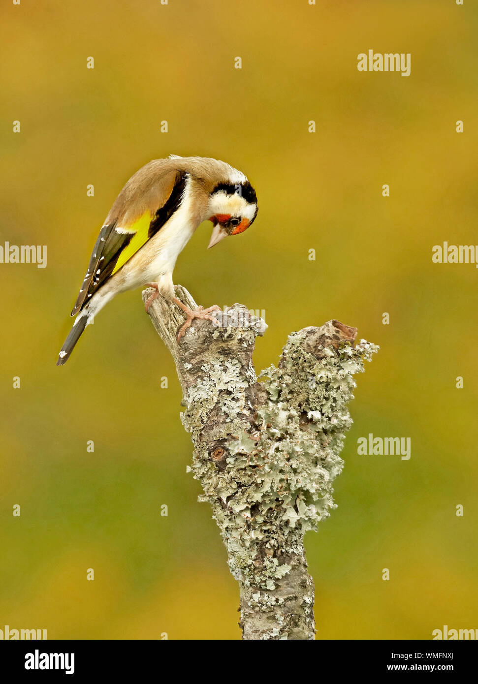 European Goldfinch fighting Stock Photo - Alamy