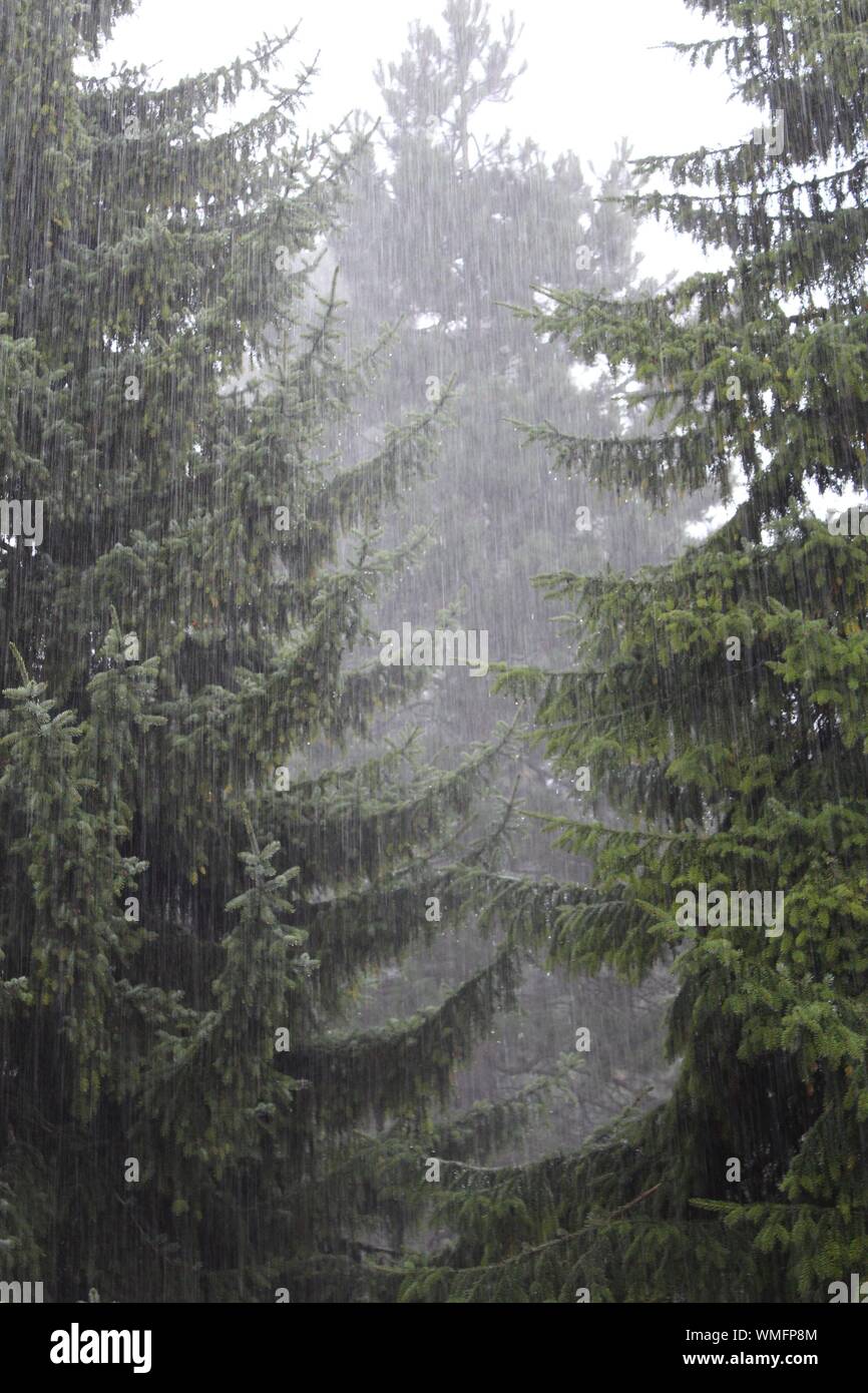 Raining rain forest hi-res stock photography and images - Alamy