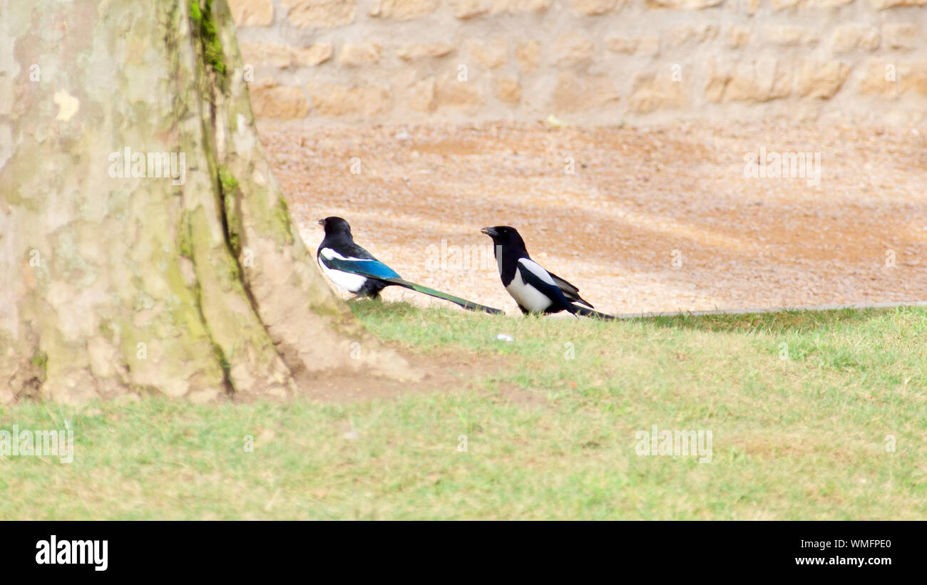 Magpies High Resolution Stock Photography and Images - Alamy