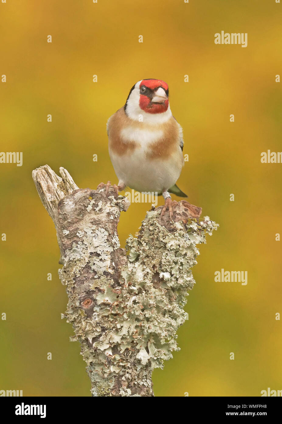 European Goldfinch fighting Stock Photo - Alamy