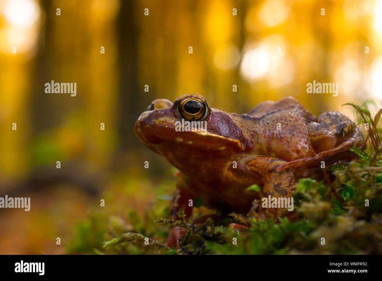 Full grown frogs hi-res stock photography and images - Alamy