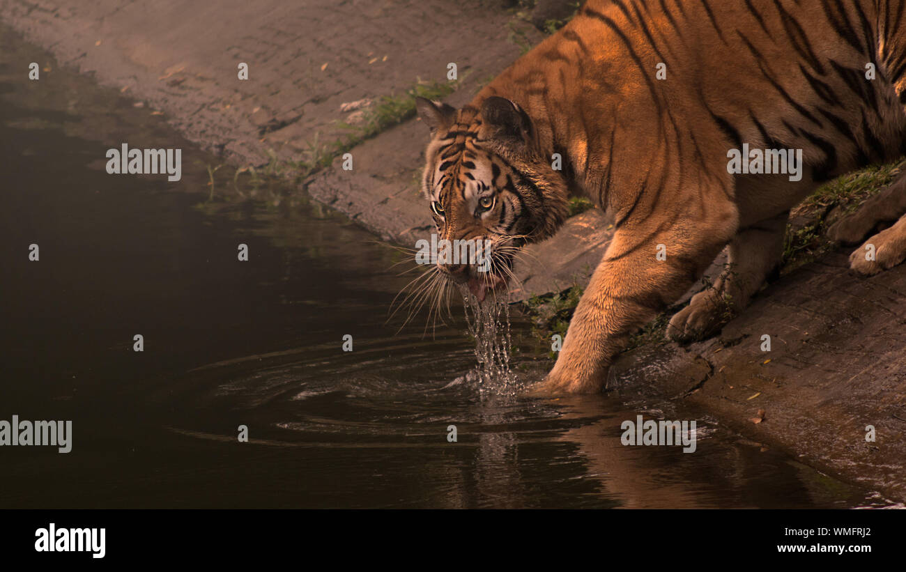 People watching tiger hi-res stock photography and images - Alamy