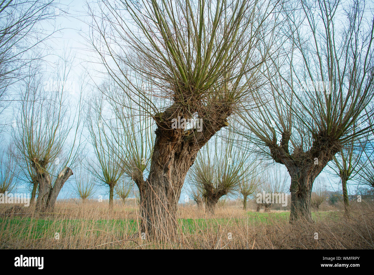 Osier willow tree salix viminalis hi-res stock photography and images ...