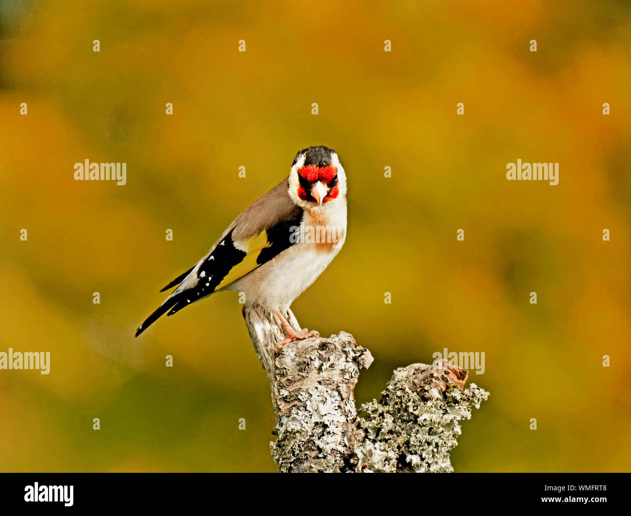 European Goldfinch fighting Stock Photo - Alamy