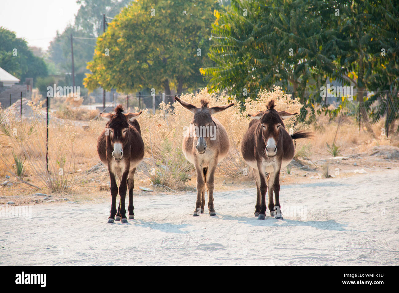 Hausesel, Maun, Botswana, Afrika (Equus asinus Stock Photo - Alamy