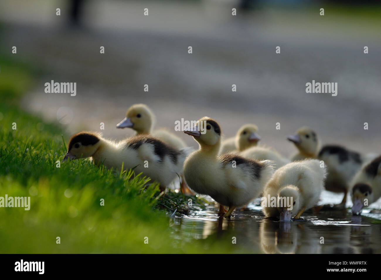 Puddle duck hi-res stock photography and images - Alamy