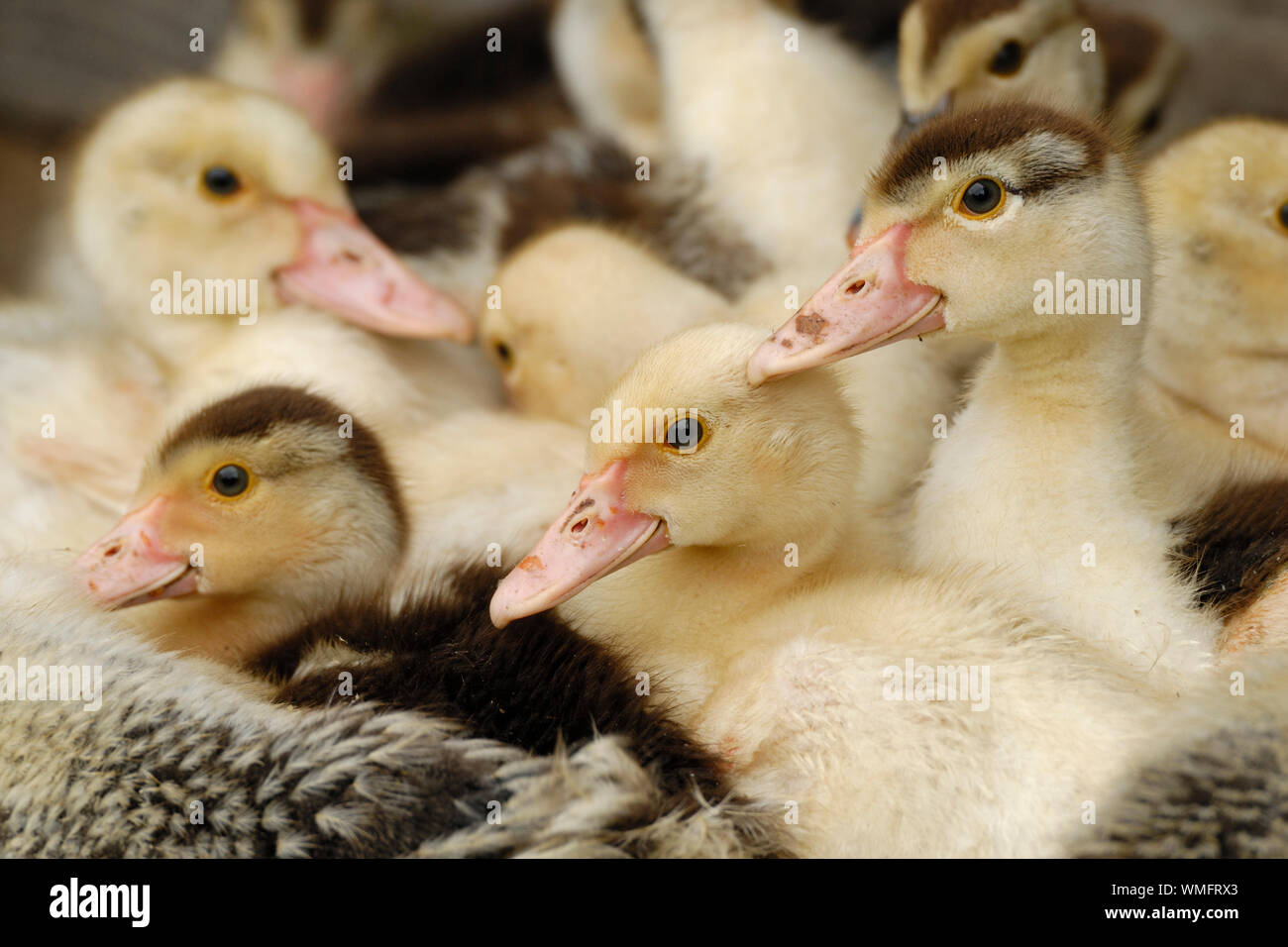 10 ducklings hi-res stock photography and images - Alamy