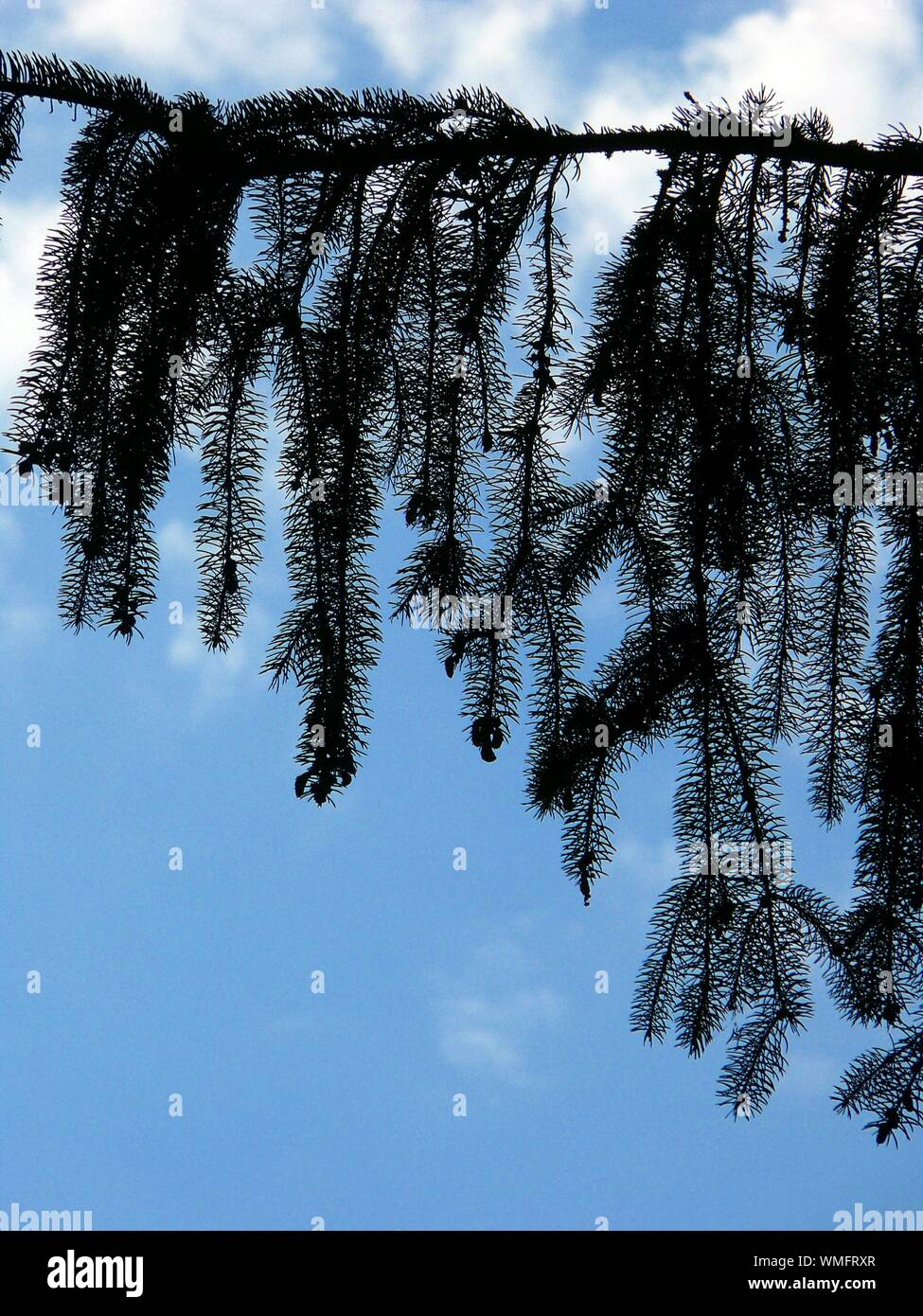 Low hanging tree branches hi-res stock photography and images - Alamy