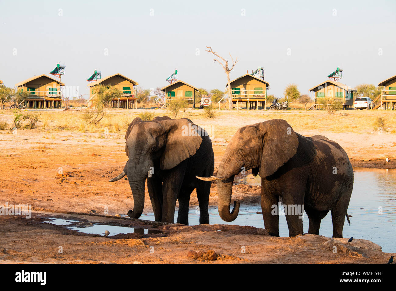African Elephant, Elephant, Elephant Sands Lodge, Botswana, Africa ...