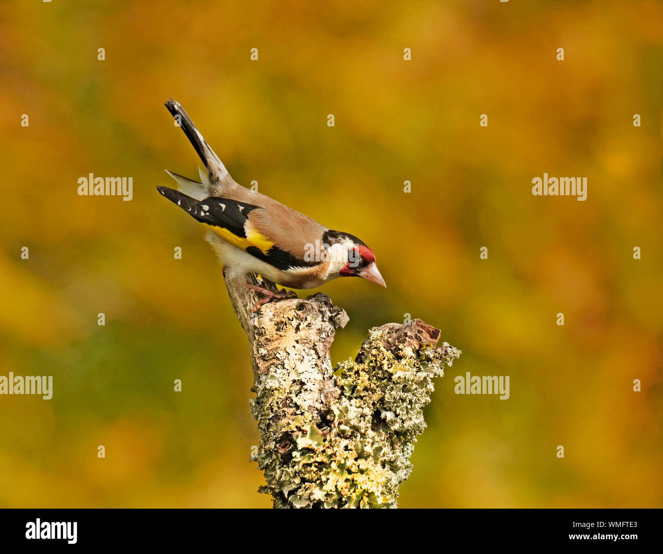 European Goldfinch fighting Stock Photo - Alamy