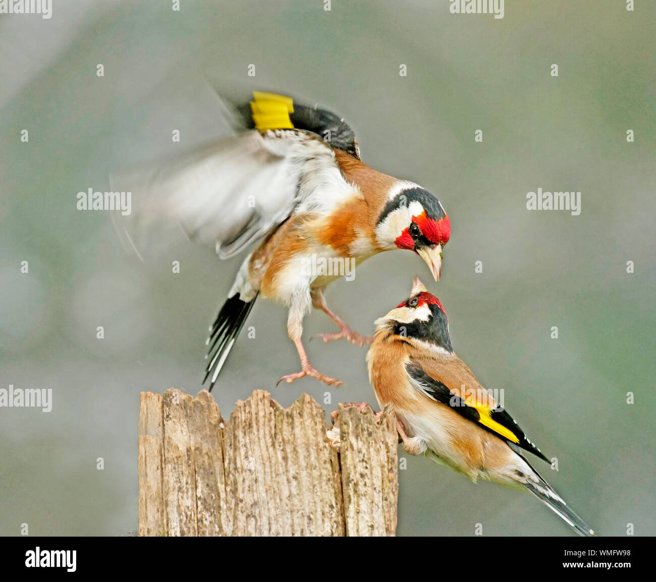 European Goldfinch fighting Stock Photo - Alamy