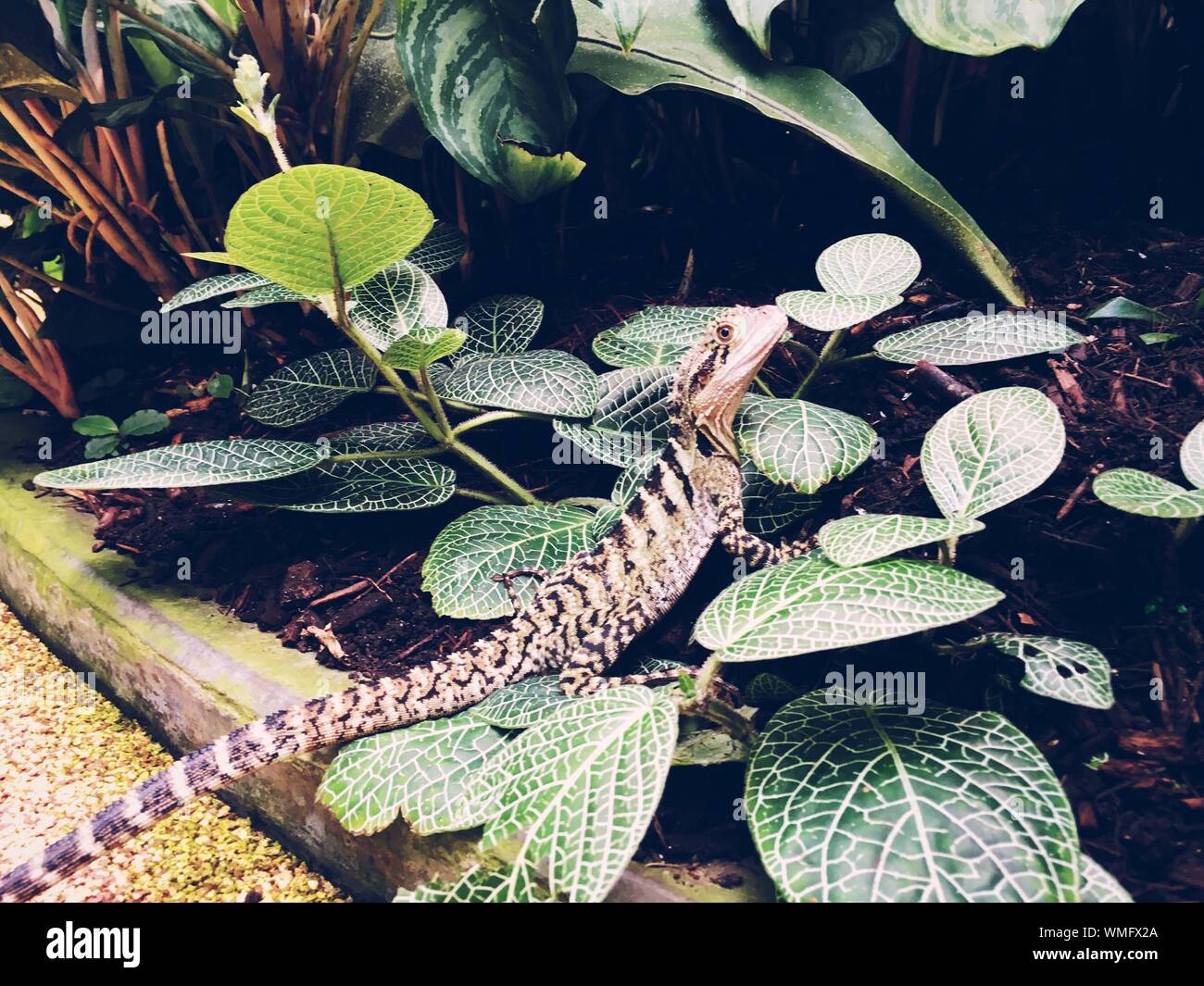 Lizard plant hi-res stock photography and images - Alamy
