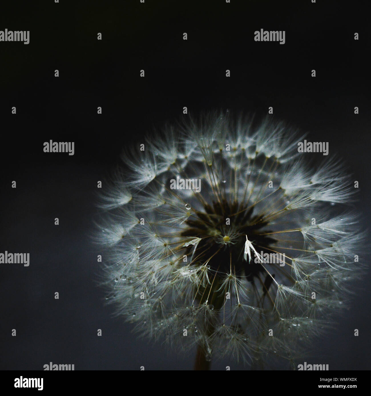 Dandelion screensaver hi-res stock photography and images - Alamy