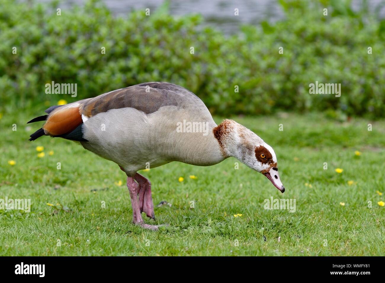 Foraging goose hi-res stock photography and images - Alamy