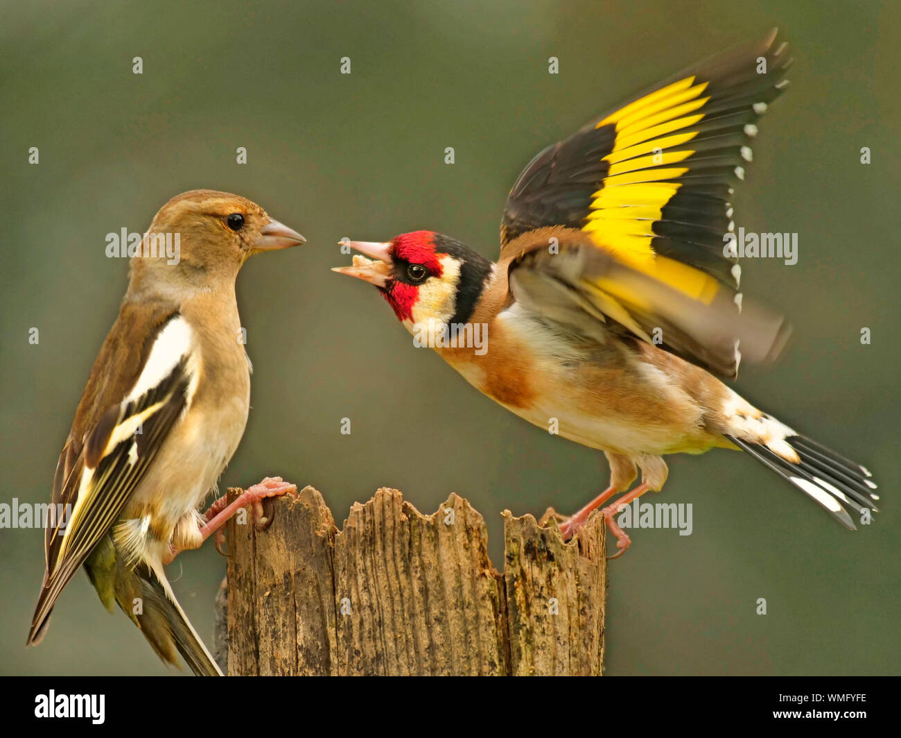 European Goldfinch fighting Stock Photo - Alamy
