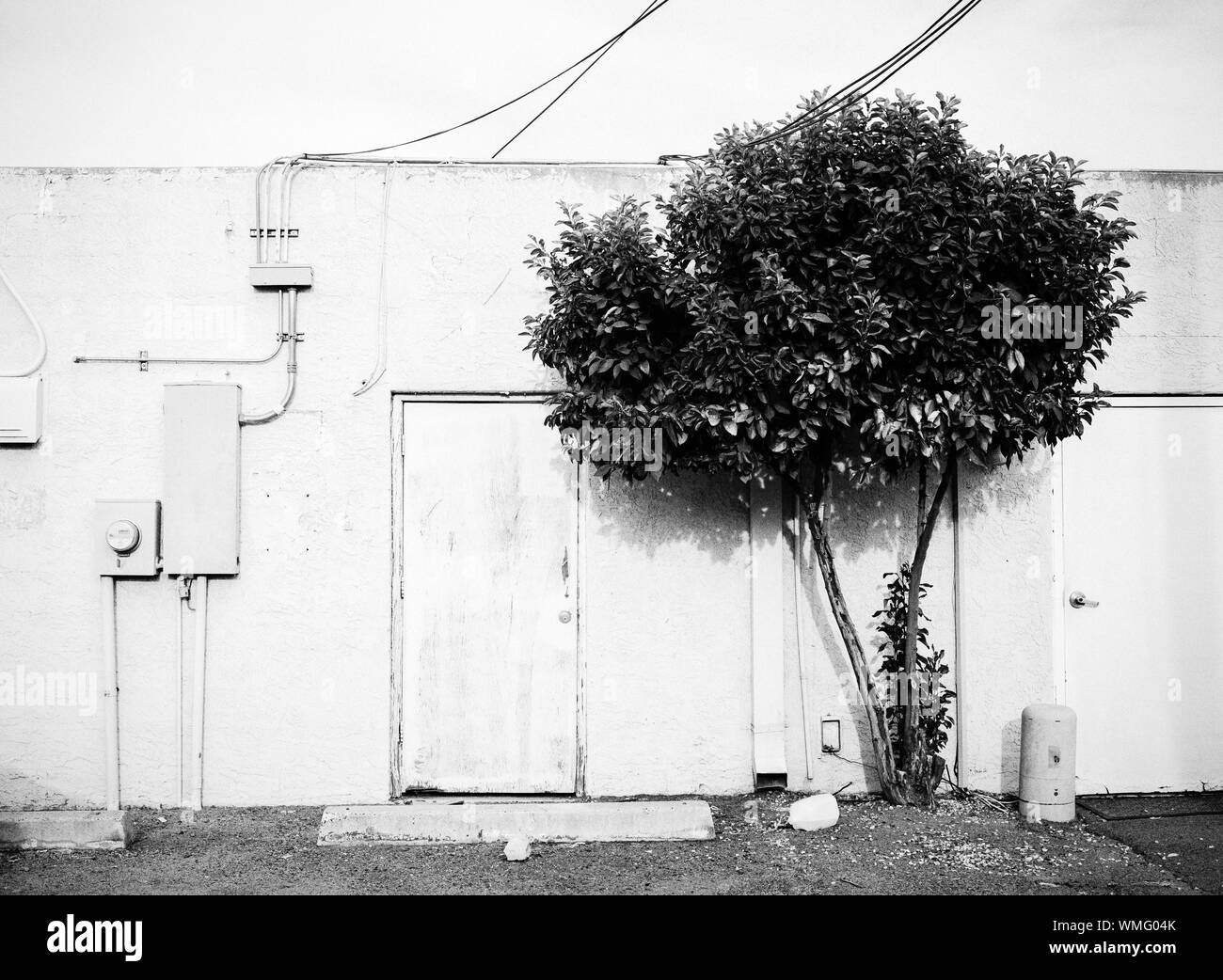 Tree Growing By House Stock Photo - Alamy