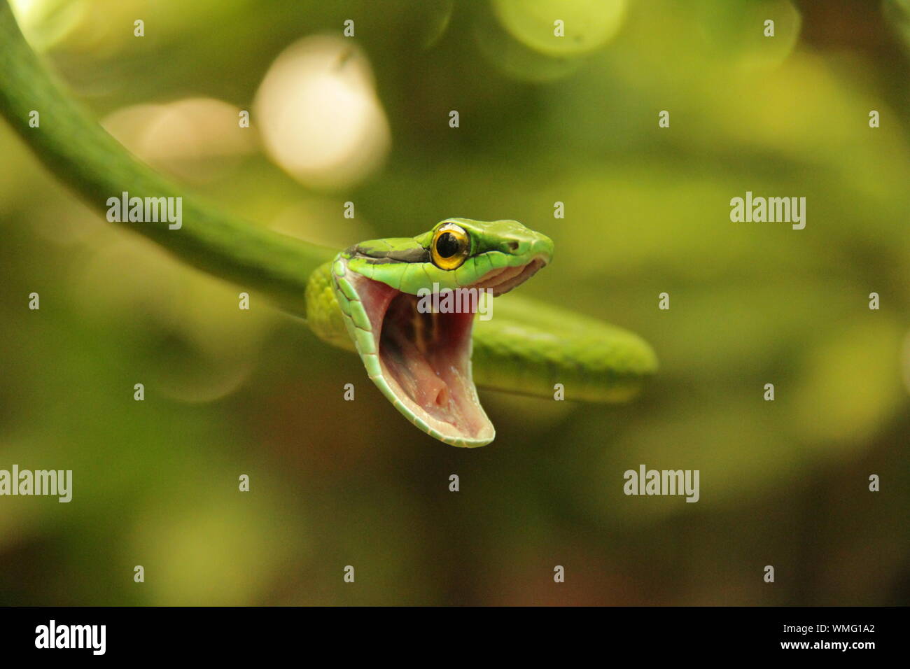 Close up snake open mouth hi-res stock photography and images - Alamy