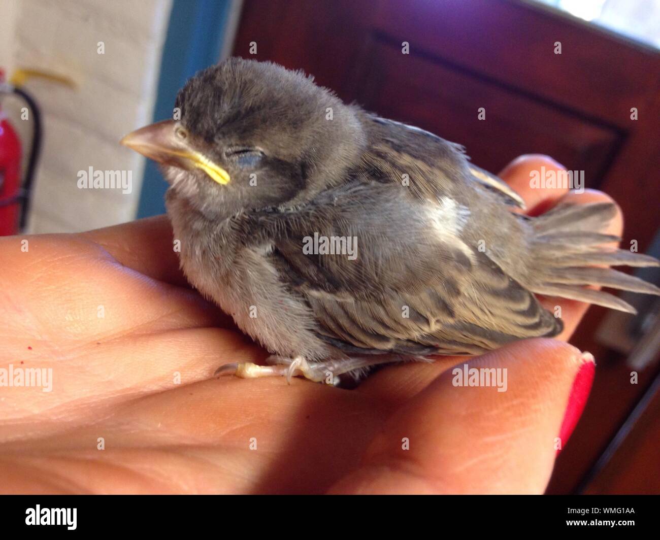 Thumb in palm hi-res stock photography and images - Alamy