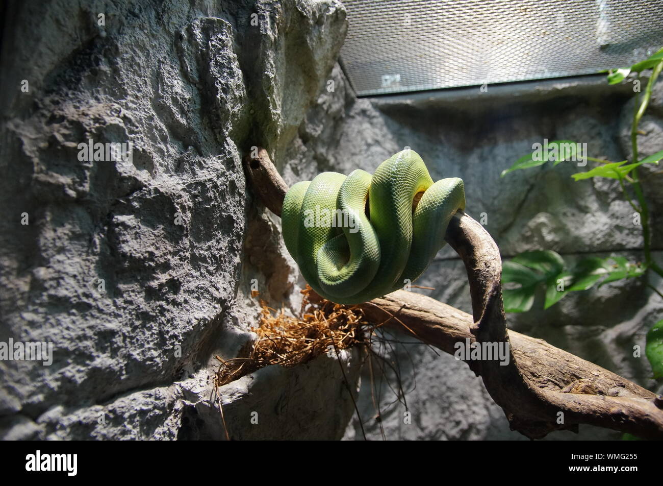 Resting snake hi-res stock photography and images - Alamy