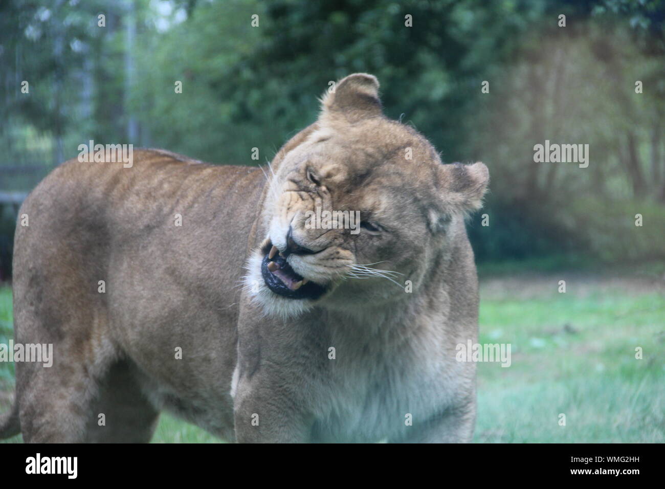 Lion Standing Up High Resolution Stock Photography and Images - Alamy
