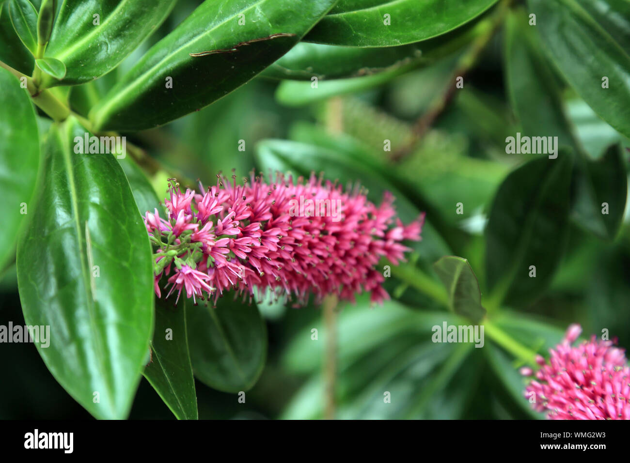 Prado floral hi-res stock photography and images - Alamy