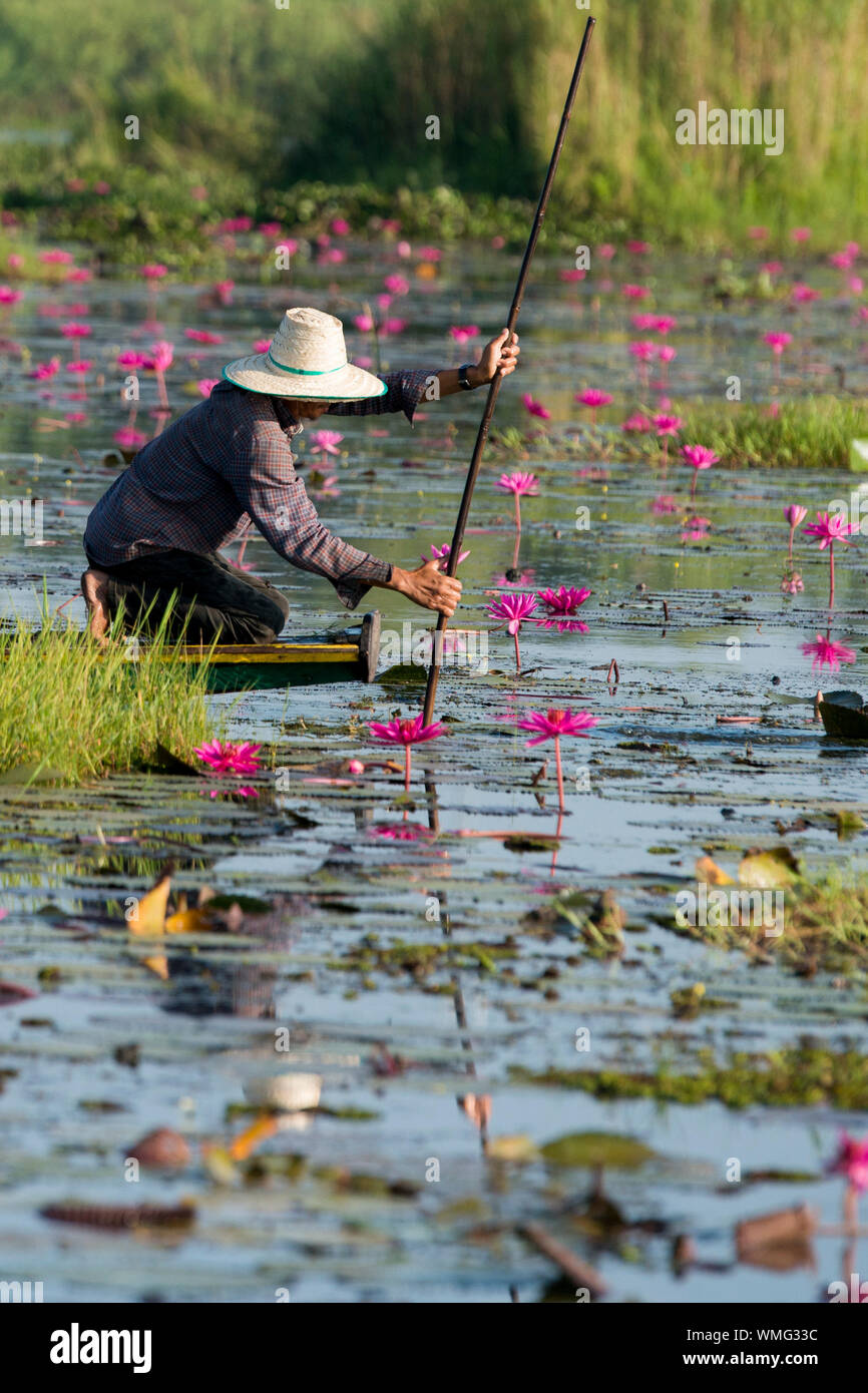 Man lotus hi-res stock photography and images - Alamy