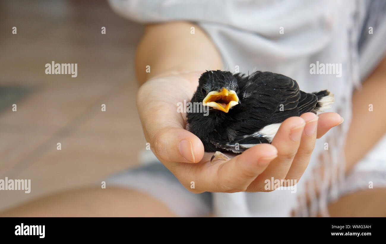 Holding bird palm hi-res stock photography and images - Alamy
