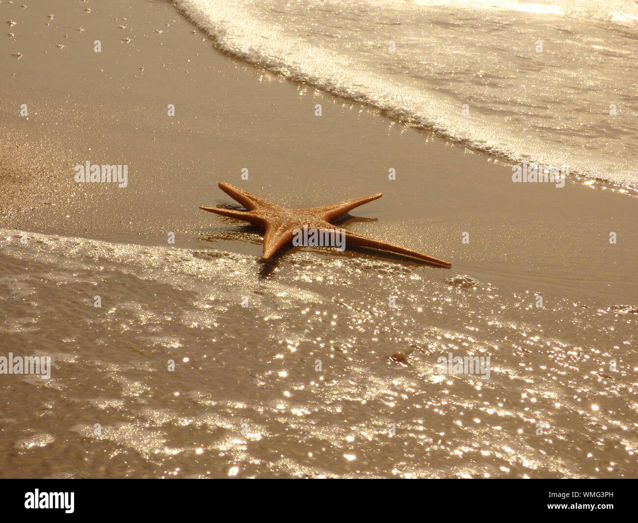 Dead starfish shore hi-res stock photography and images - Alamy