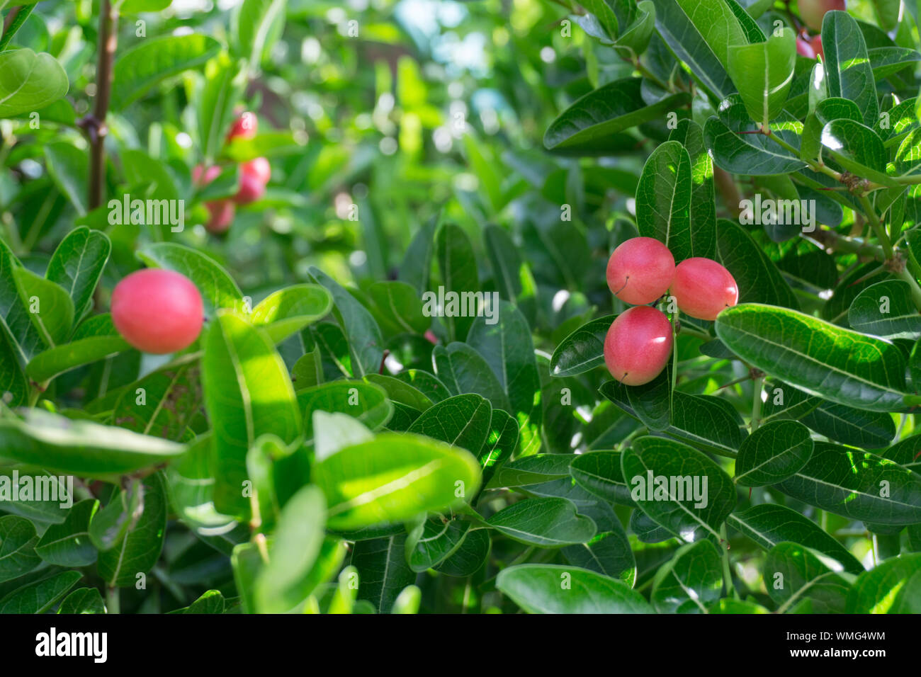 Carissa carandas hi-res stock photography and images - Alamy