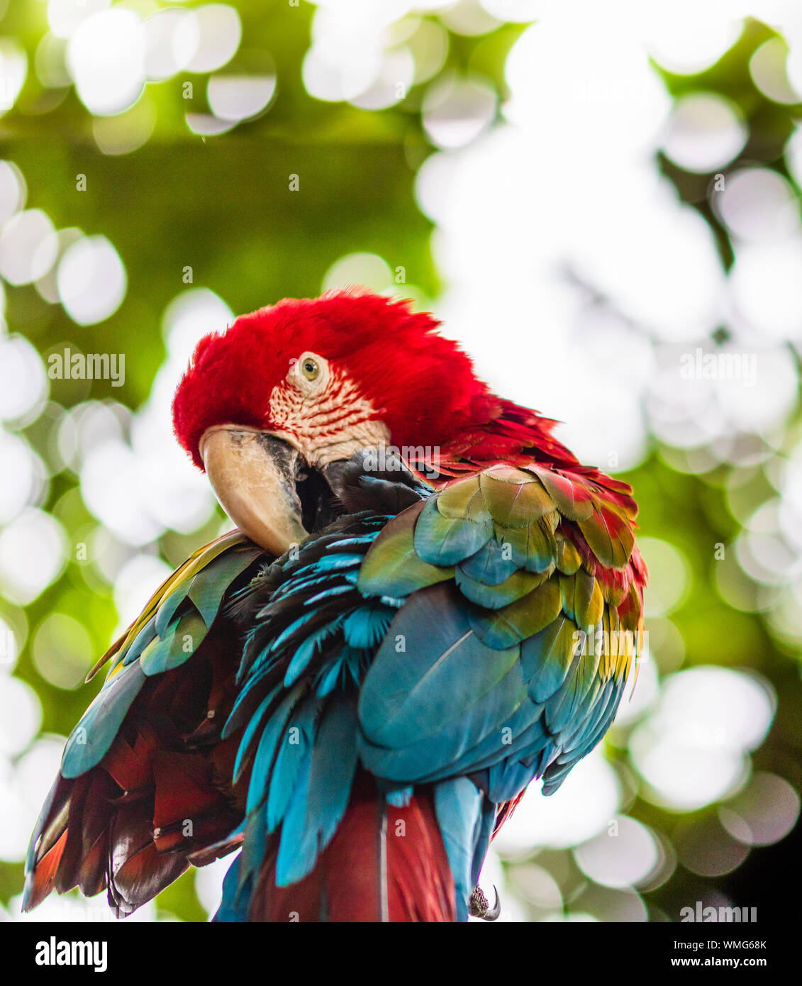 Scarlet macaw, parrot in a natural park in Cartagena, Colombia Stock ...