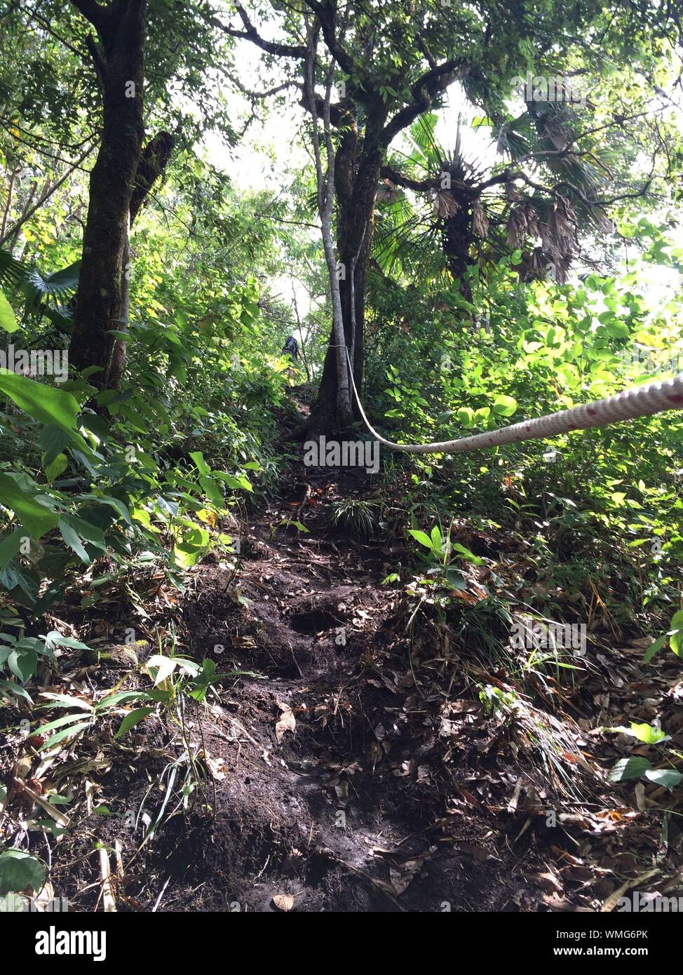 Hanging forest hi-res stock photography and images - Alamy