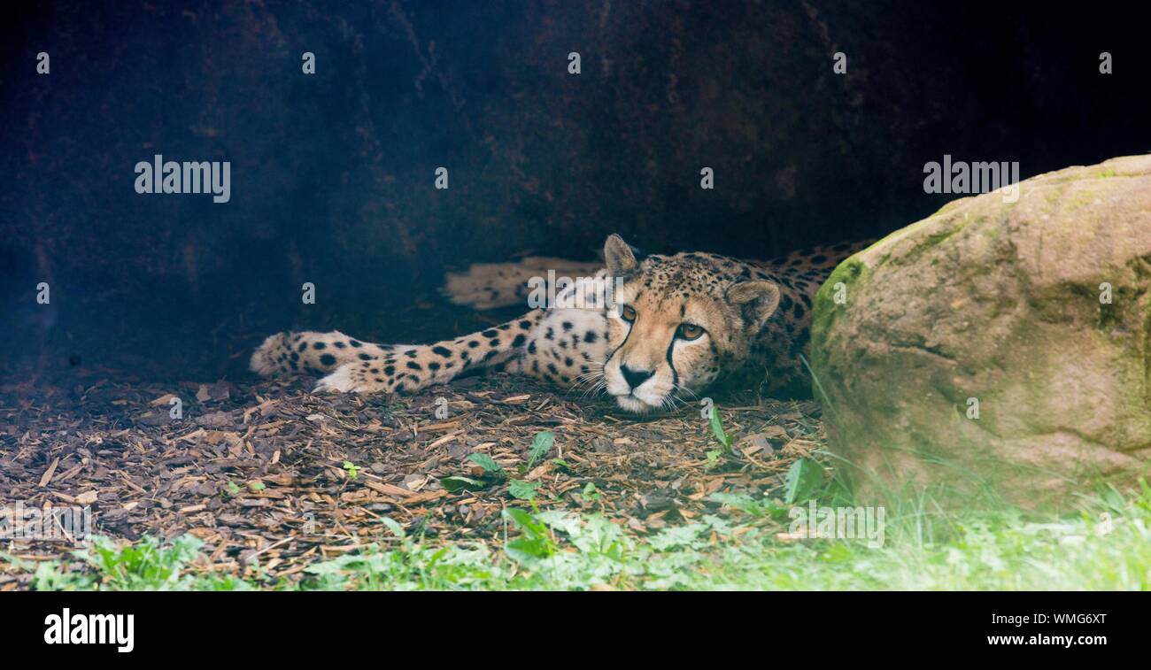 Cheetah in captivity hi-res stock photography and images - Alamy