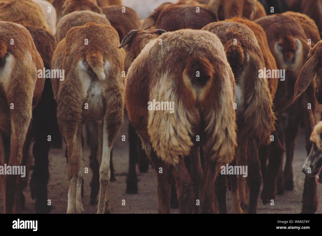 People walking goats hi-res stock photography and images - Alamy