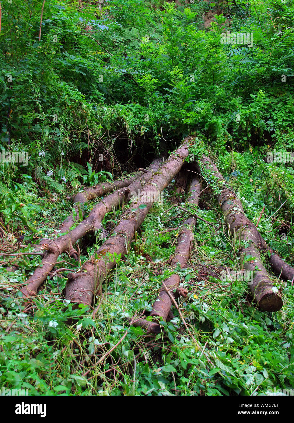 Fallen trees in wood hi-res stock photography and images - Alamy