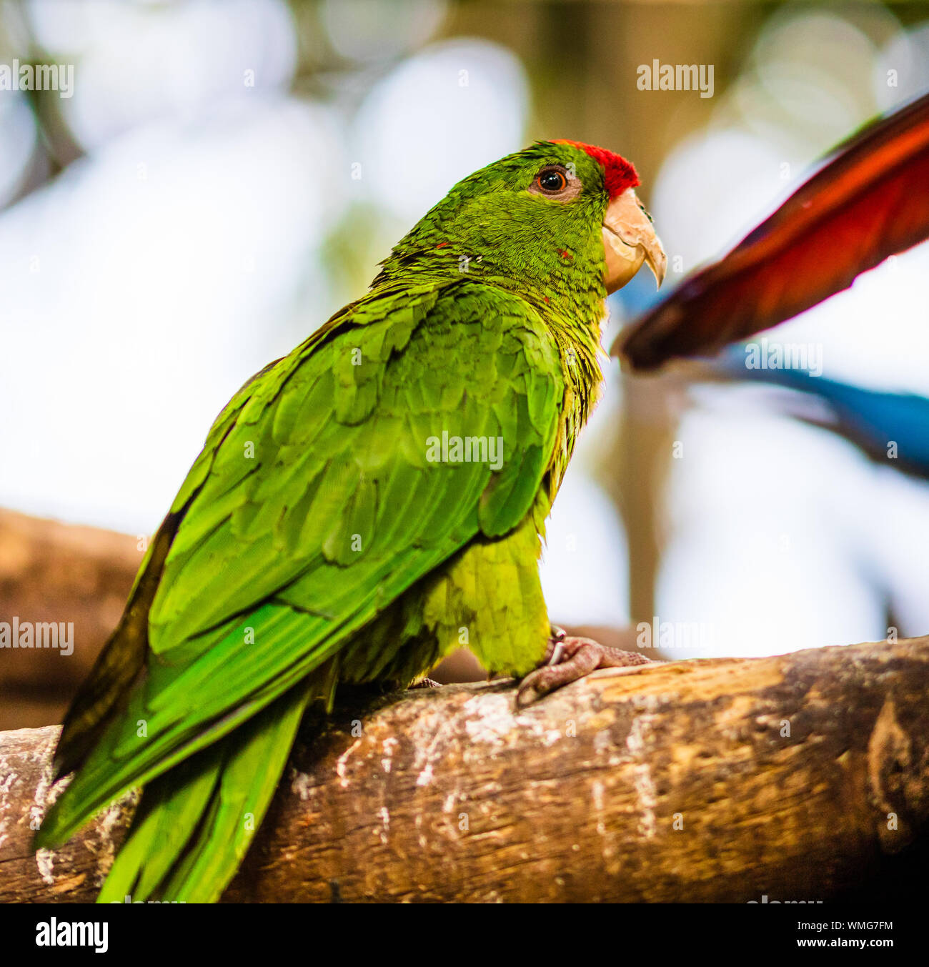 Great green macaws hi-res stock photography and images - Alamy