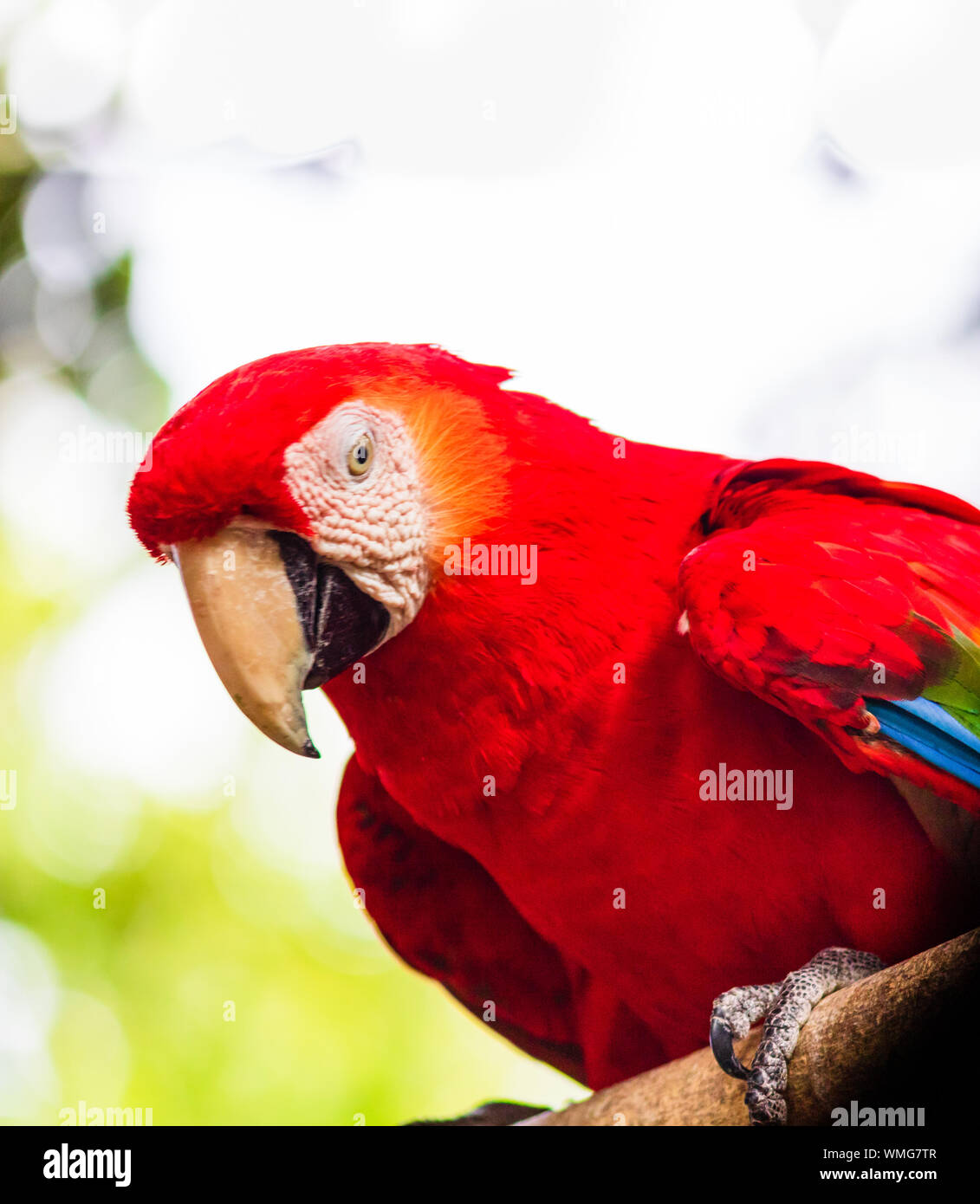 Scarlet macaw, parrot in a natural park in Cartagena, Colombia Stock ...