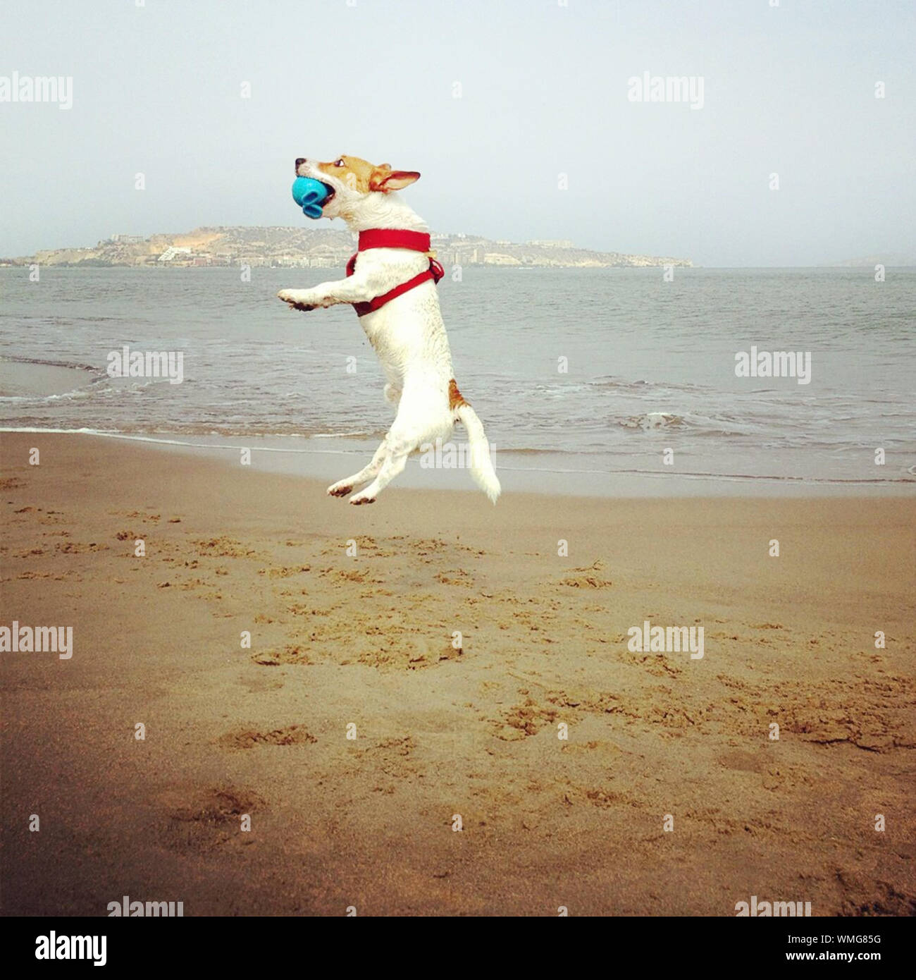 Side view jack russell terrier hi-res stock photography and images - Alamy