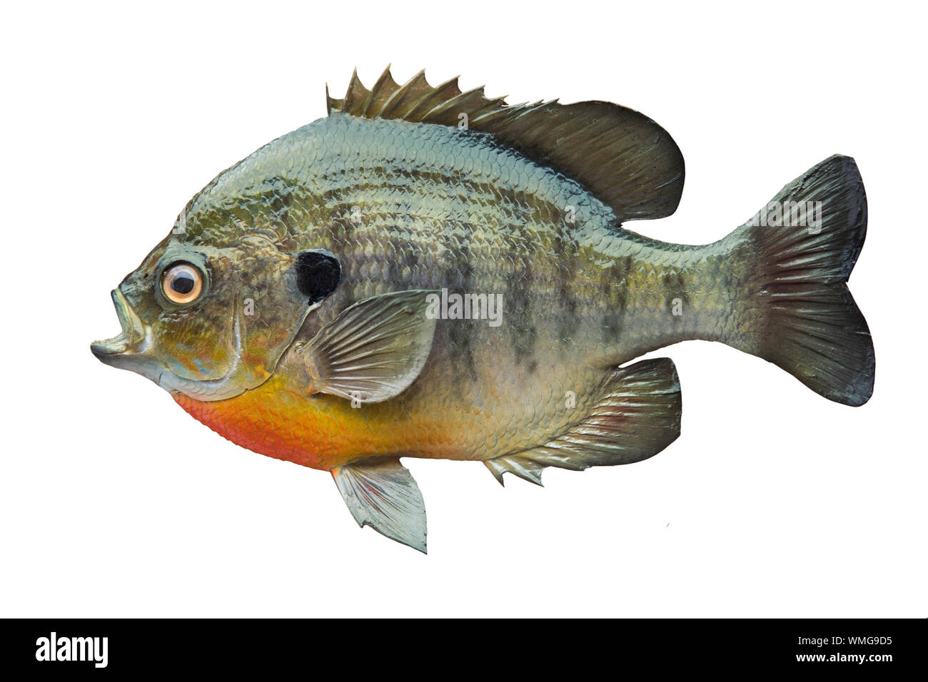 Bluegill fish hi-res stock photography and images - Alamy