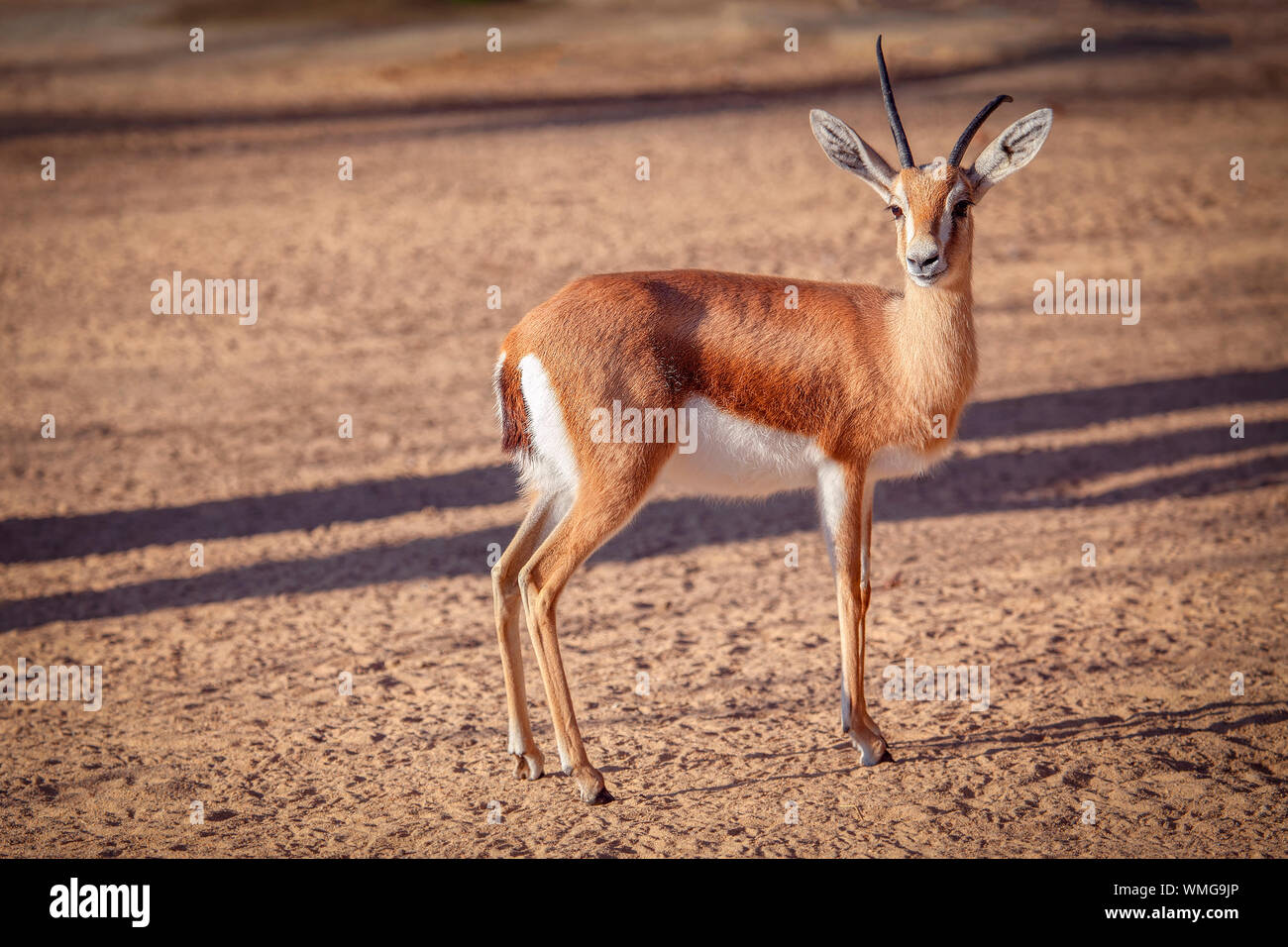 wild and beautiful roe deer Stock Photo - Alamy
