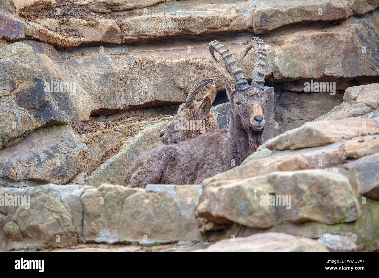 Sheep sculpture on wall hi-res stock photography and images - Alamy