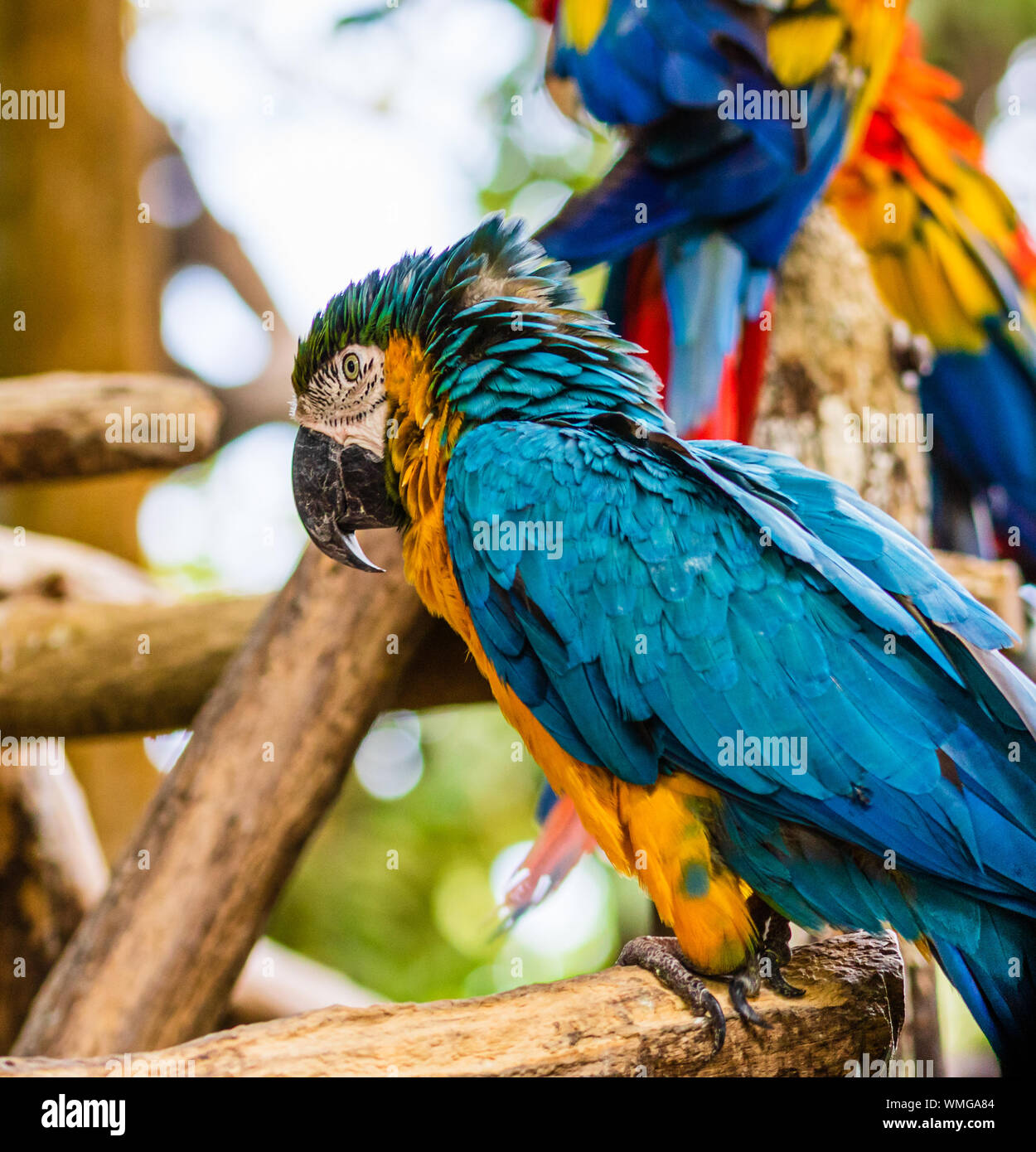 Blue and yellow macaw, parrot in a natural park in Cartagena, Colombia ...
