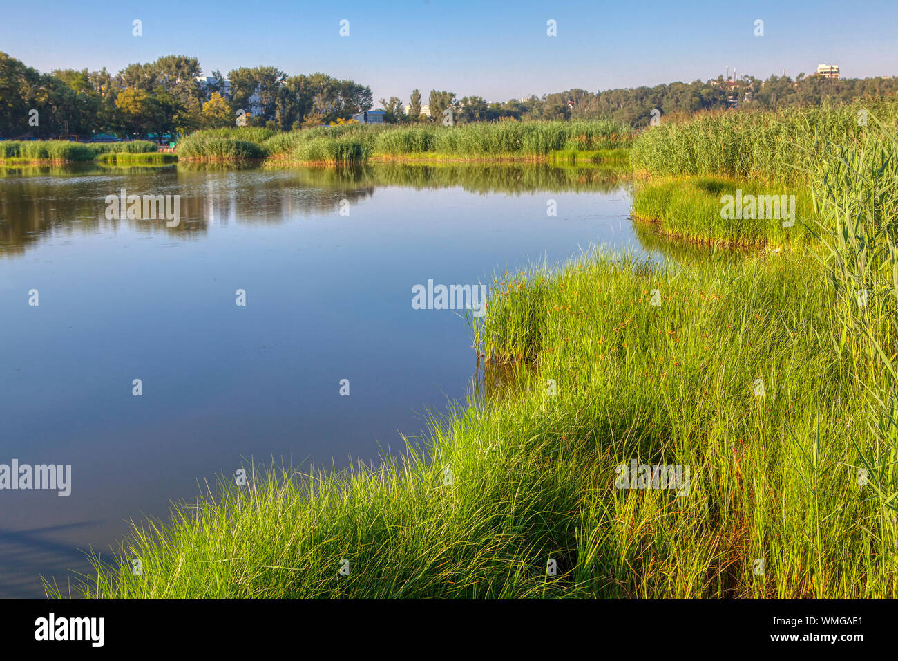 green reed of urban lake Stock Photo - Alamy